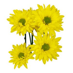 Daisies, Buttons, Poms | Upstate Flower Market